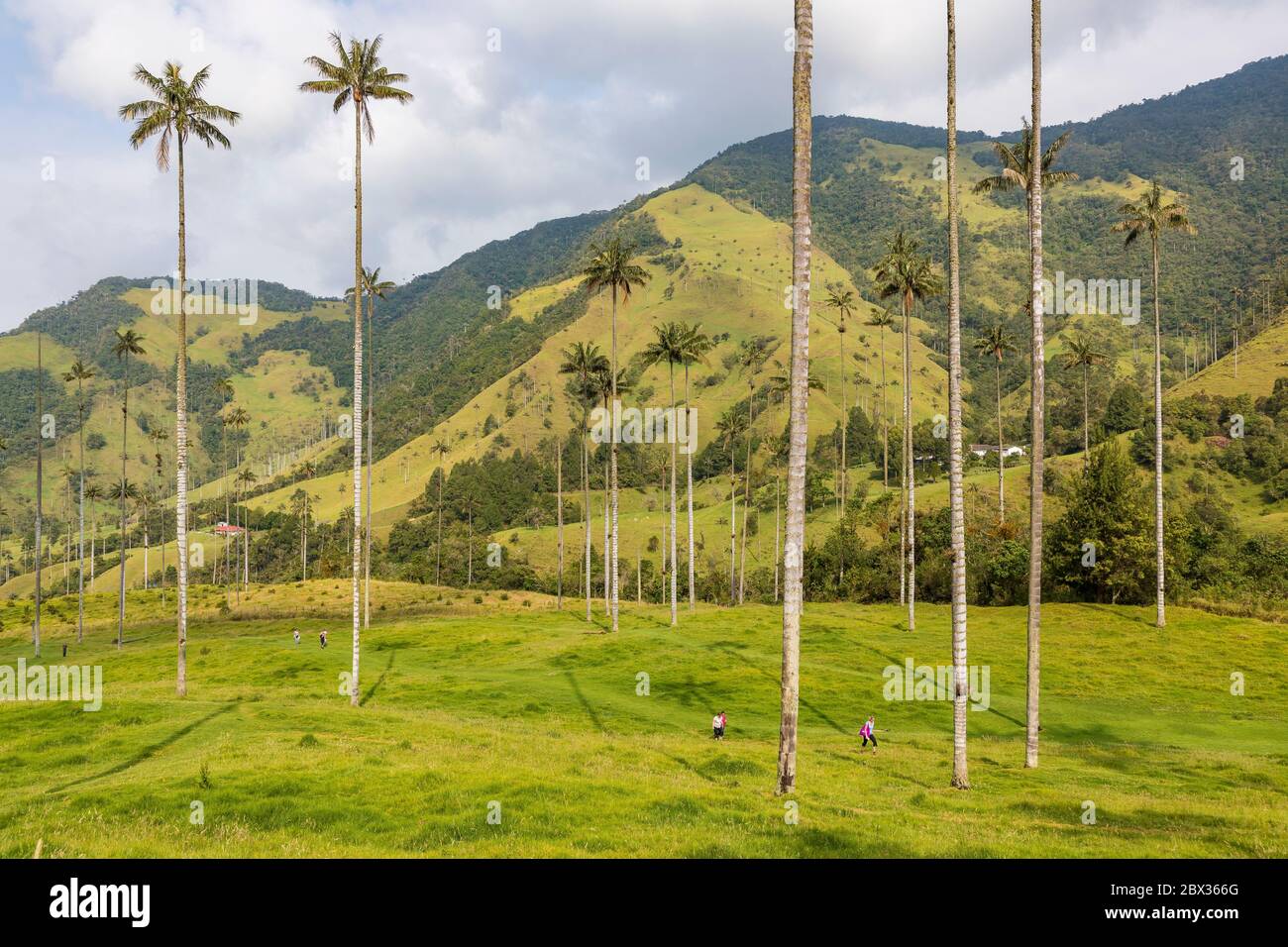 The national coffee park quindio hi-res stock photography and images ...
