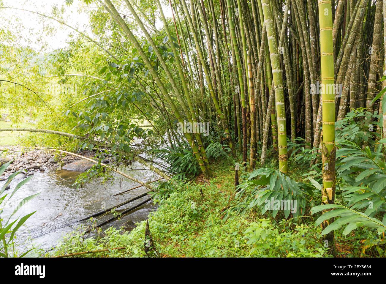 Columbia, Quindio Department, Salento, cultural landscape of colombia ...
