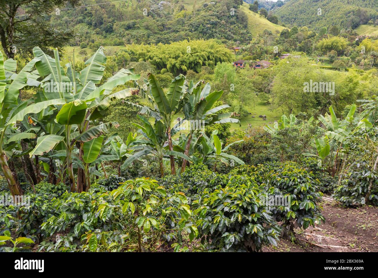 Columbia coffee plantation hi-res stock photography and images - Alamy