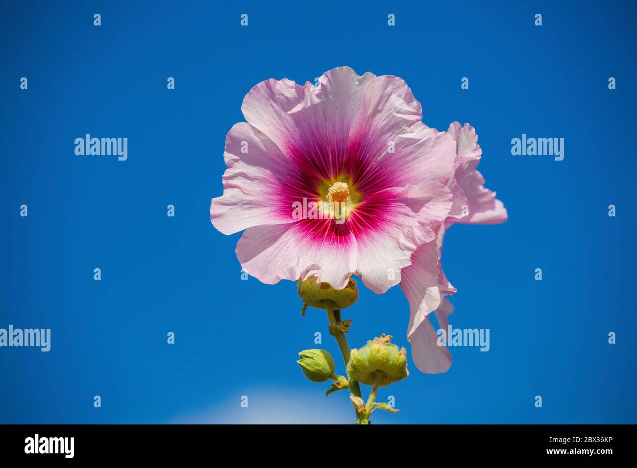 Rose tremiere hi-res stock photography and images - Alamy