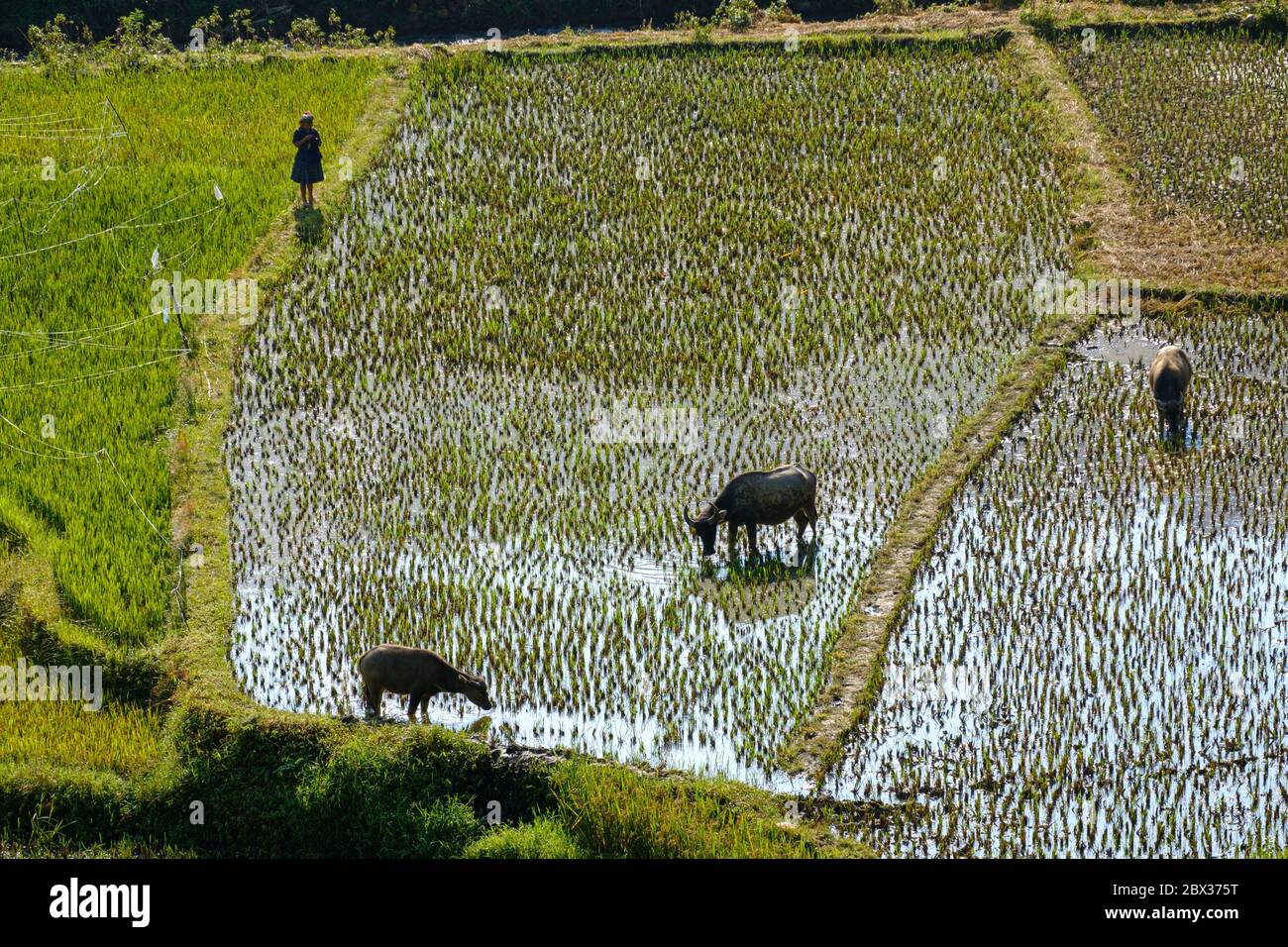 Vietnam, Yen Bai province, Mu Cang Chai, Hmong ethnic group woman in ...