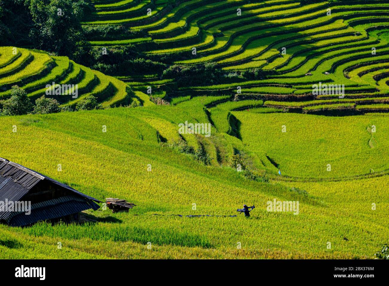 Vietnam, Yen Bai province, Mu Cang Chai, Hmong ethnic group woman in ...