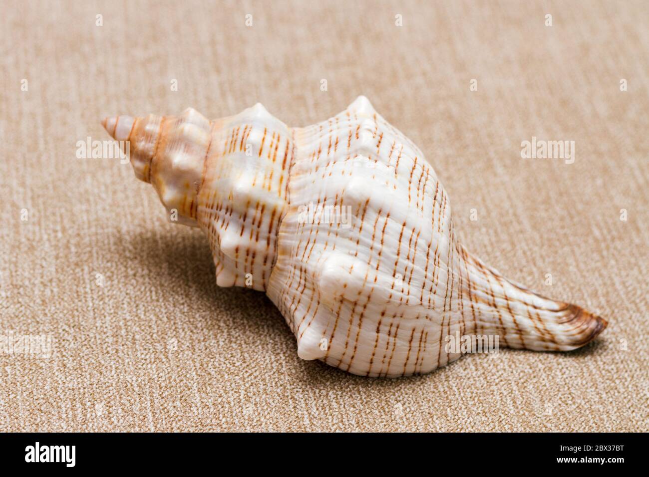 one seashell on beige textile background Stock Photo - Alamy