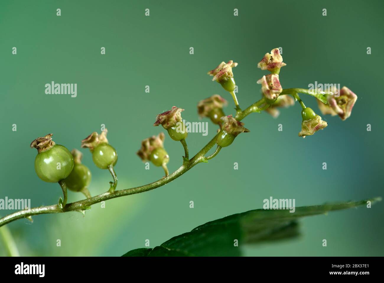 France, Territoire de Belfort, Belfort, garden, Currant (Ribes rubrum ...