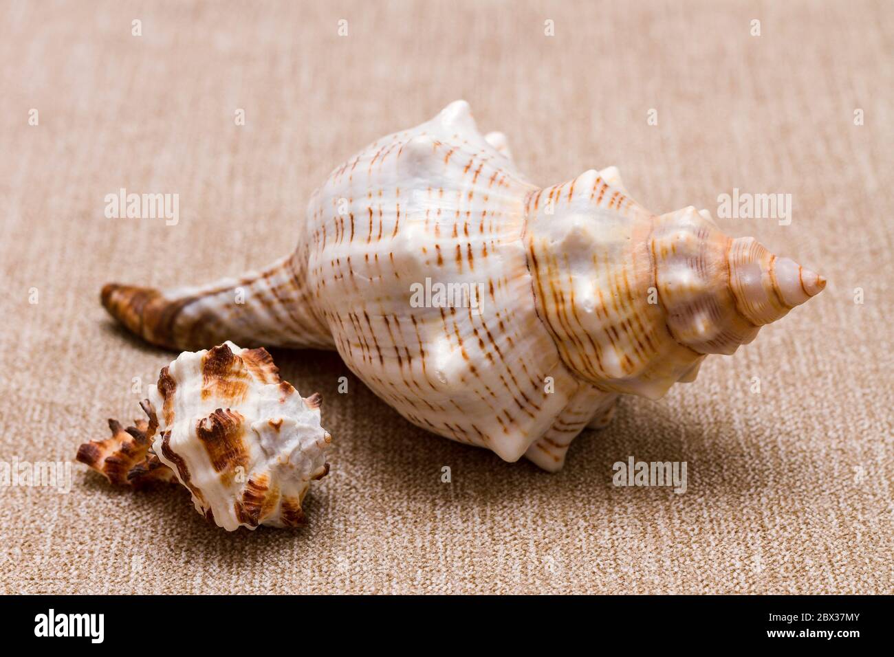 two sea shells on a beige textile background Stock Photo - Alamy