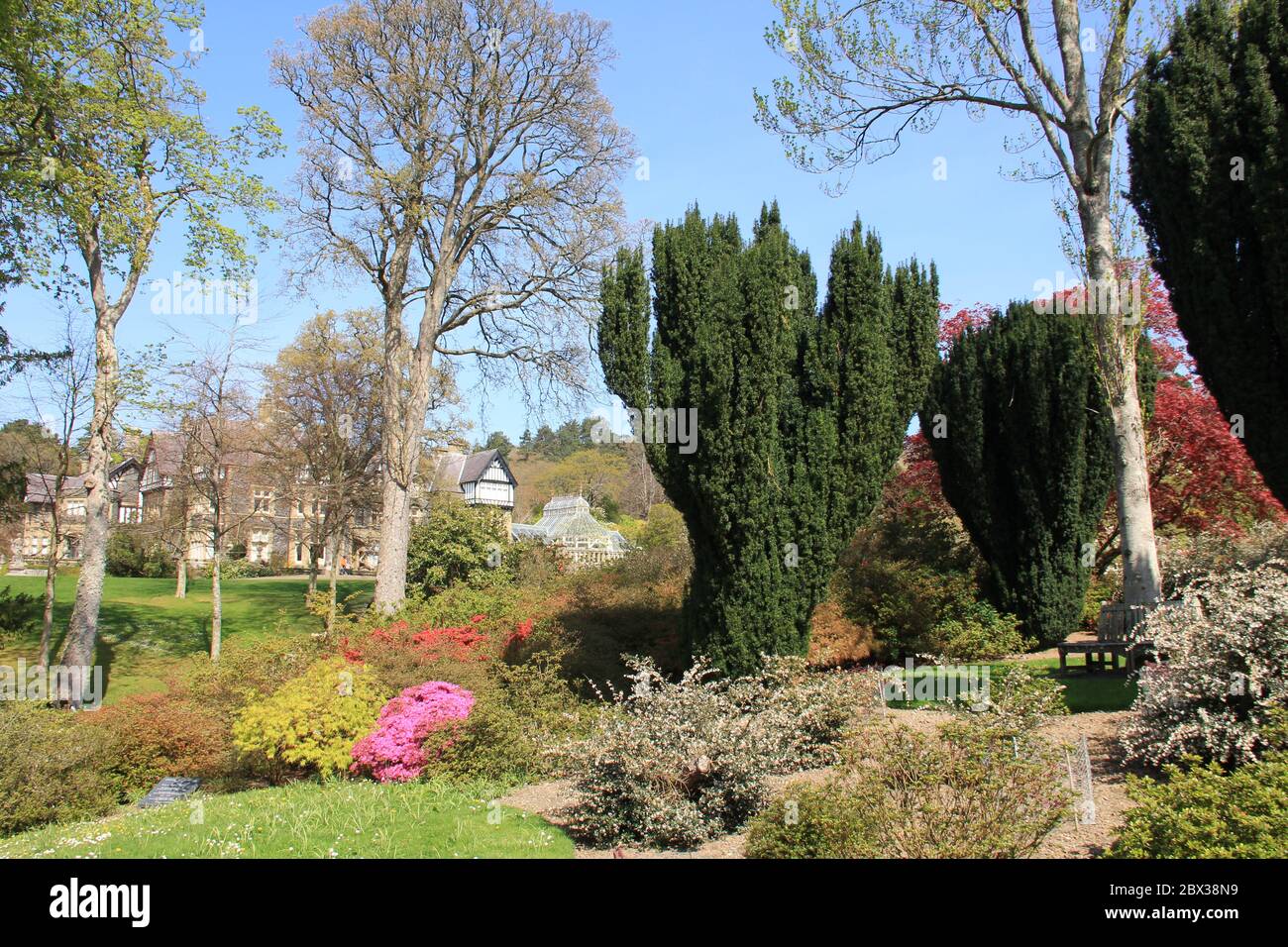 Bodnant Garden Magnolia High Resolution Stock Photography and Images ...