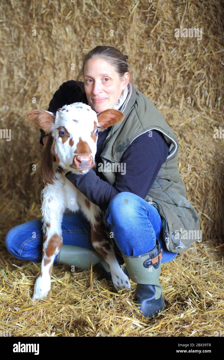 Norman Cow High Resolution Stock Photography and Images - Alamy