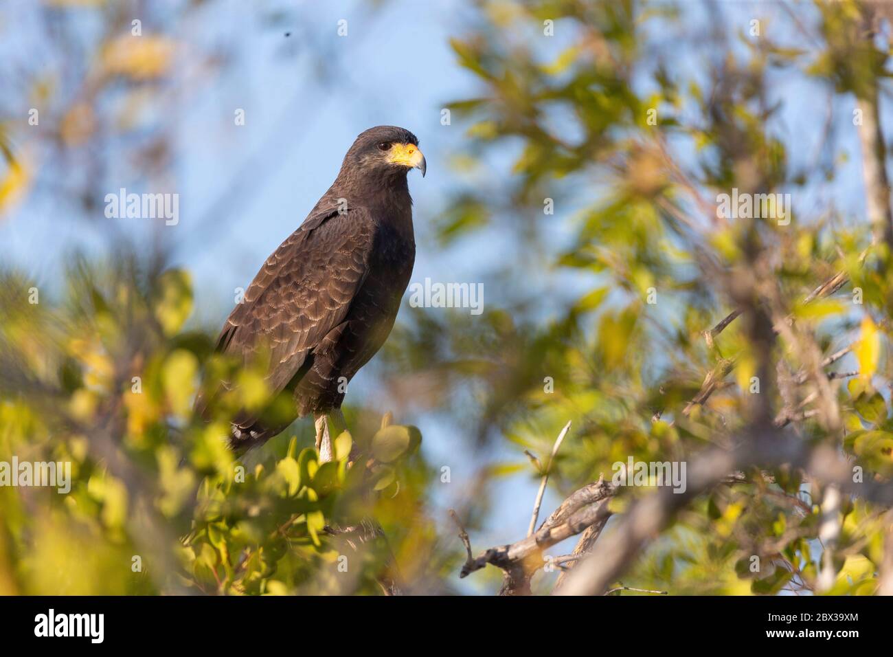 Cuba, Zapata Peninsula, Bay of Pigs, Las Salinas, UNESCO Biosphere ...