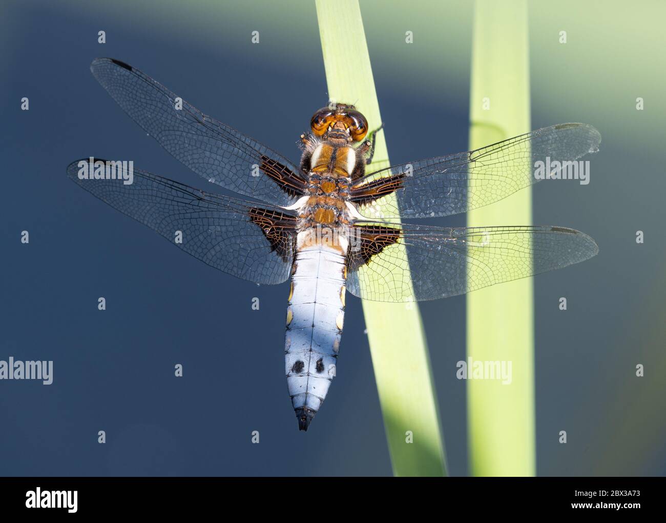 Broad-bodied Chaser Dragonfly Stock Photo - Alamy