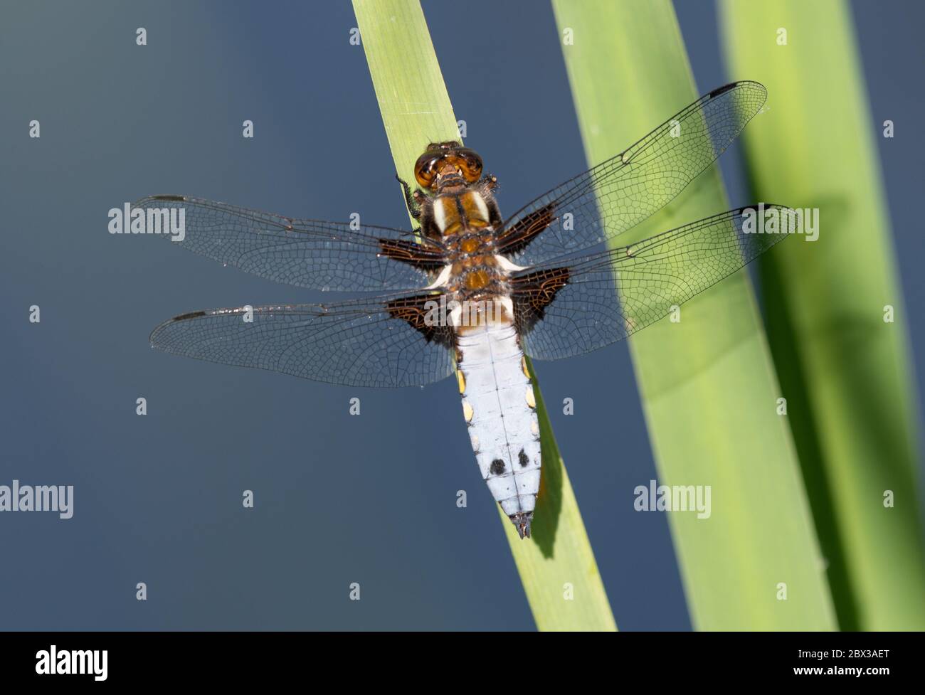 Broad-bodied Chaser Dragonfly Stock Photo - Alamy