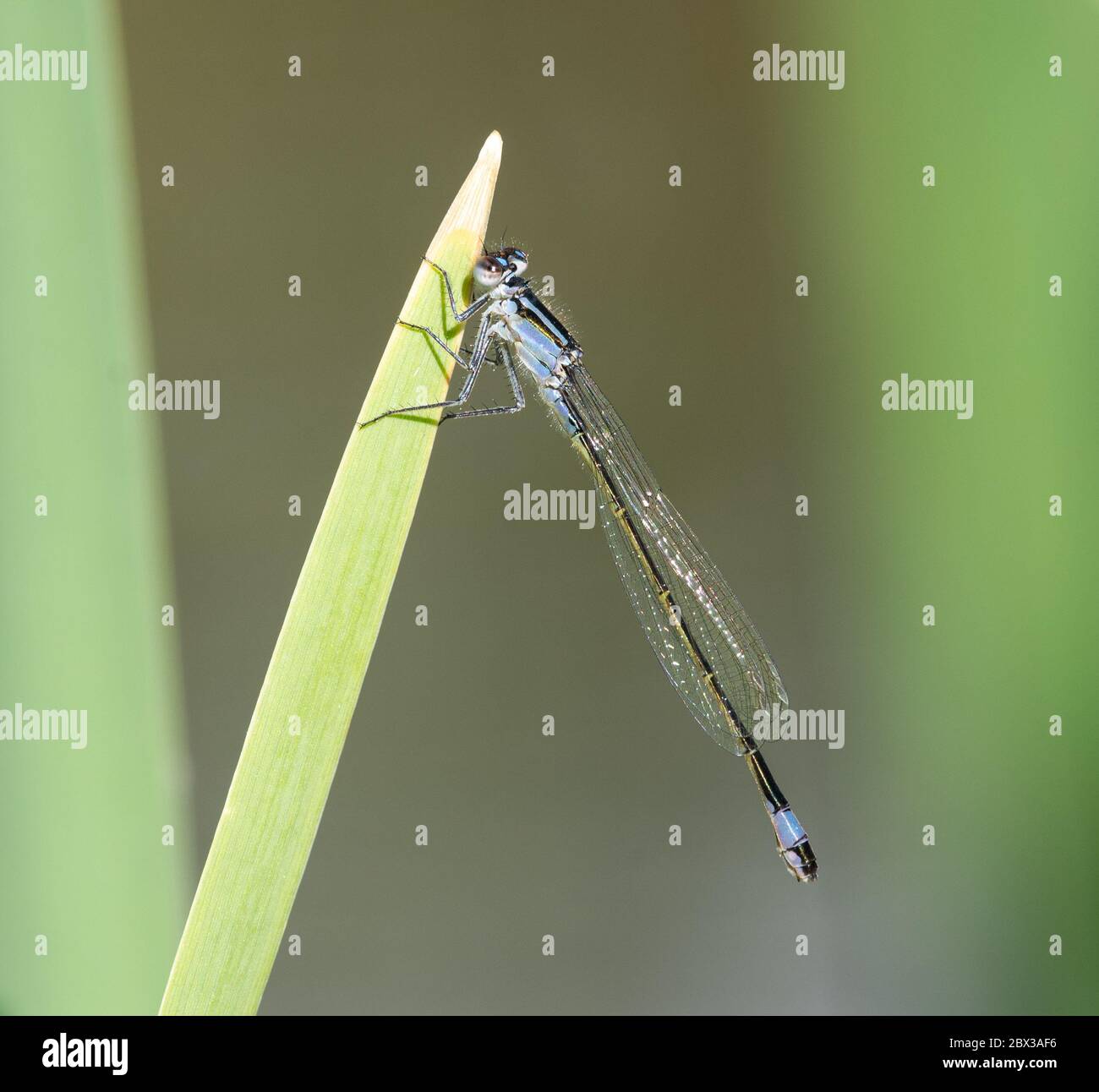 Blue abdomen with black markings hi-res stock photography and images ...