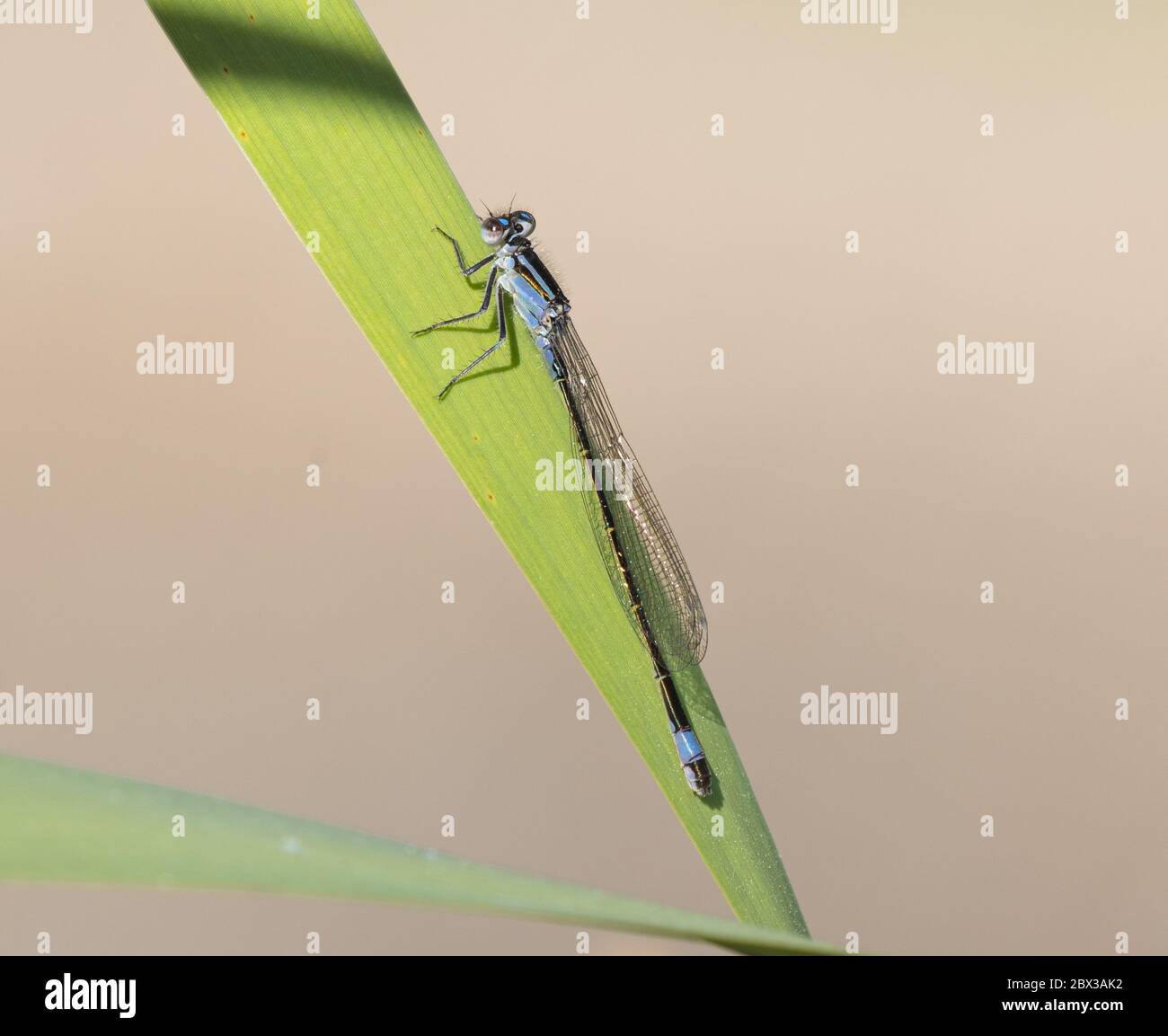 Common Blue Damselfly Stock Photo - Alamy