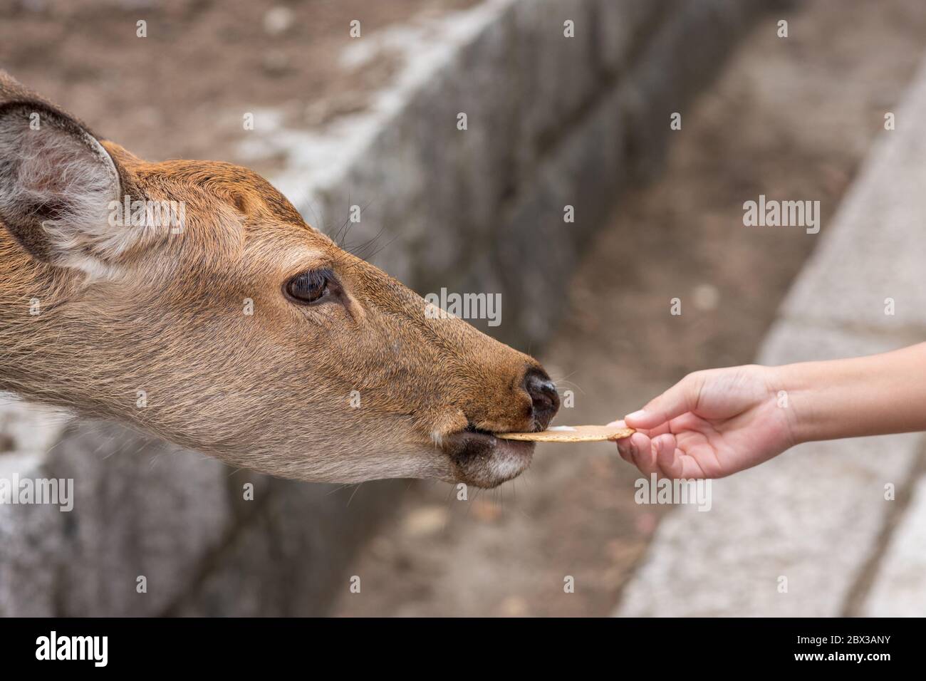 Tourist feeding deer crackers (Shika-senbei) to deer in Nara park, Nara ...