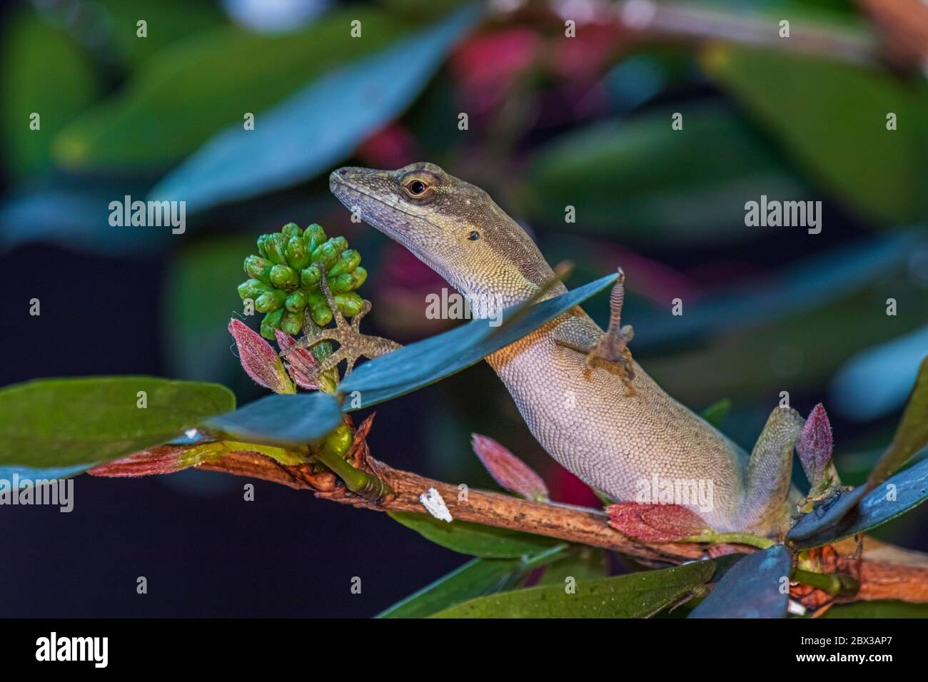 Lizard in mud hi-res stock photography and images - Alamy