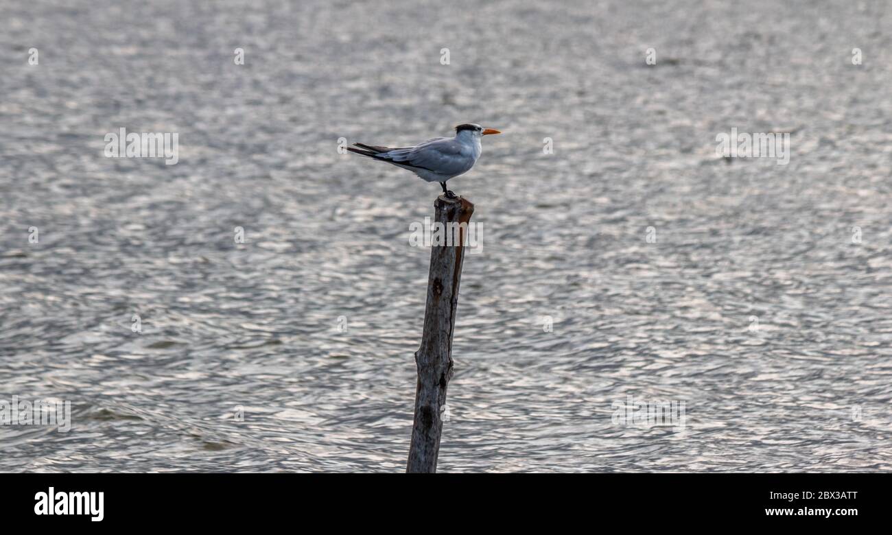 Fragile ocean hi-res stock photography and images - Alamy