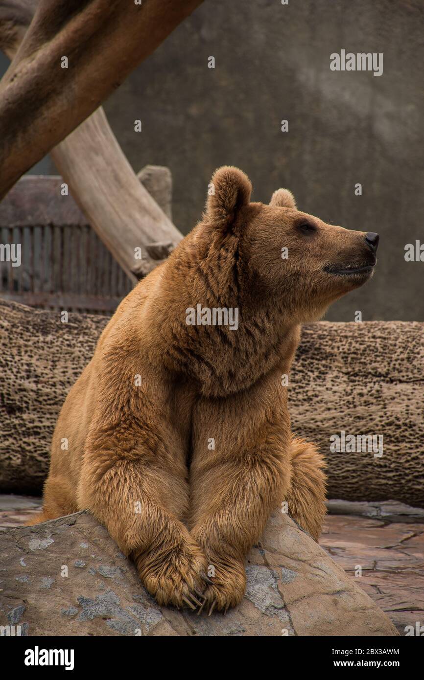 Brown Bear Side View High Resolution Stock Photography and Images - Alamy