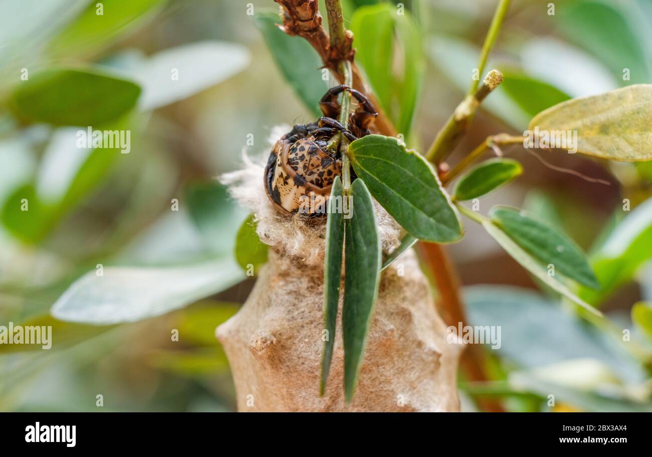 A cocoon of a caterpillar just started its metamorphosis phase to ...
