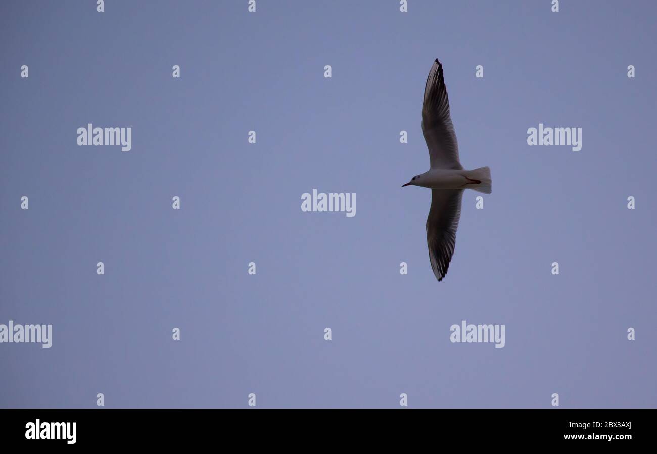 Red-billed Tropic bird is flying which is extremely rare vagrant in ...