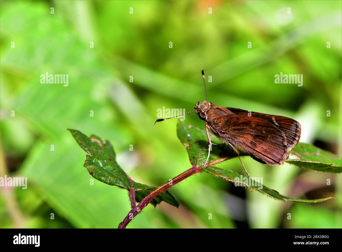 A duskywing butterfly Stock Photo - Alamy