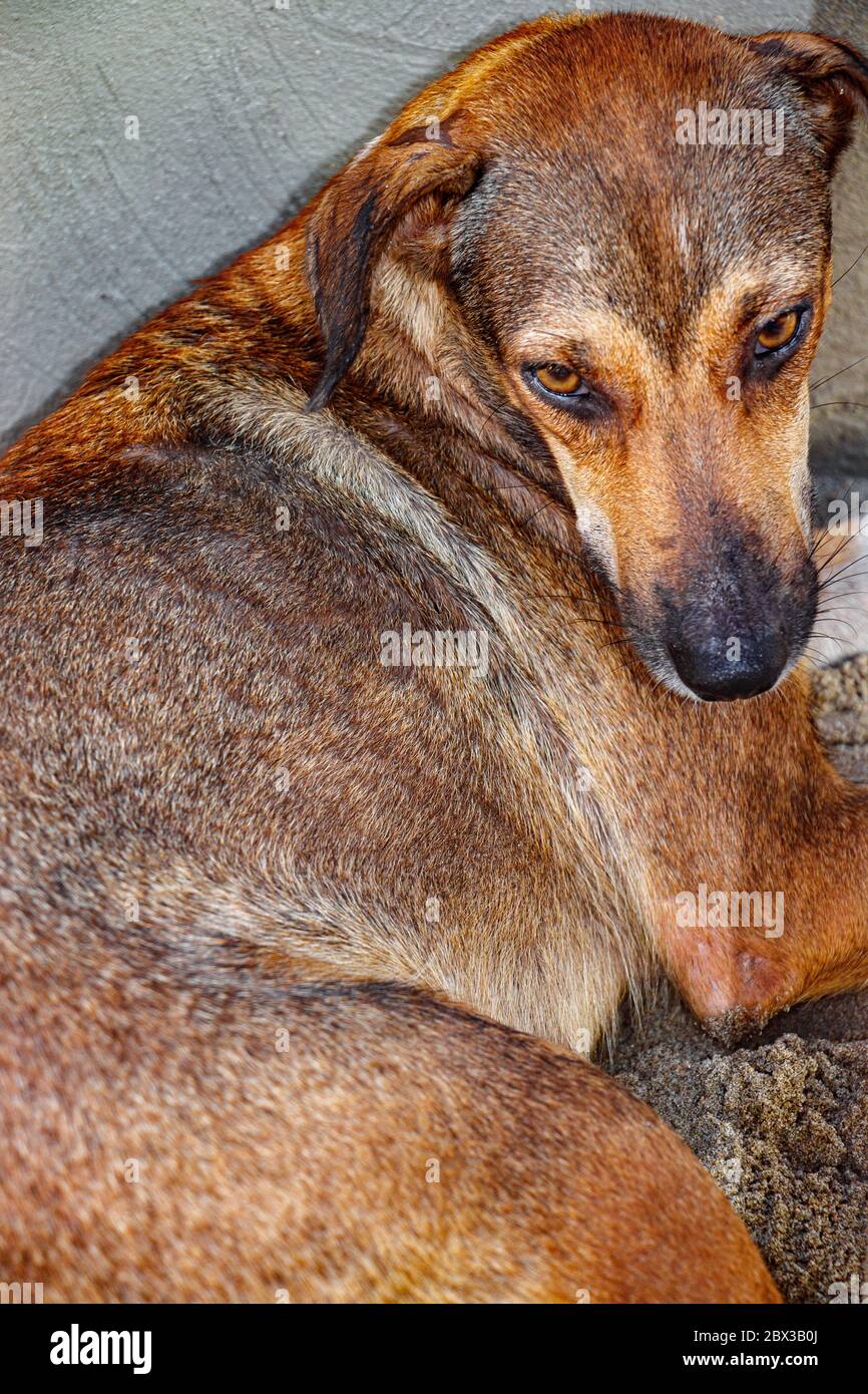 Alert tail german shepherd hi-res stock photography and images - Alamy