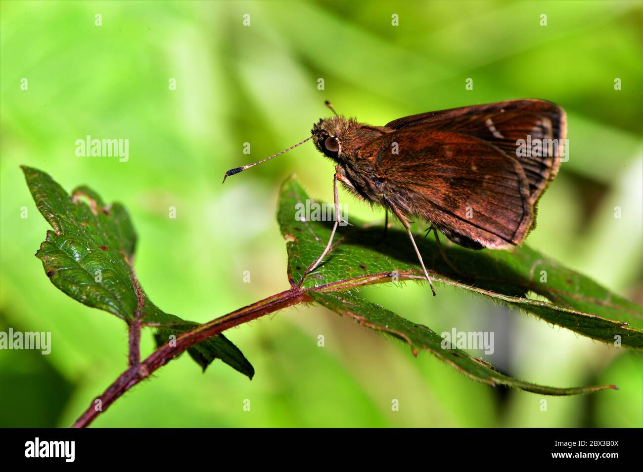 A duskywing butterfly Stock Photo - Alamy