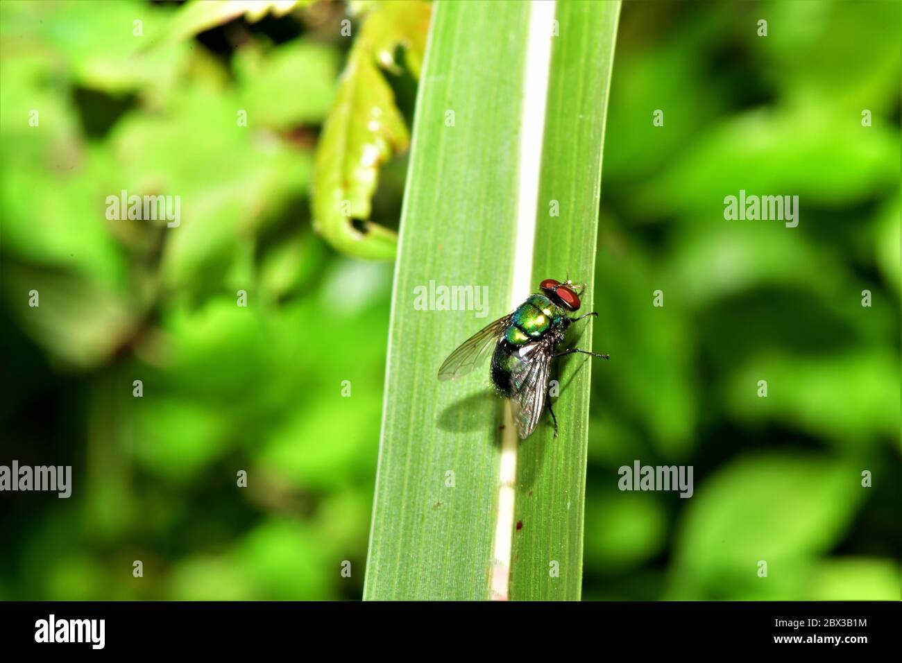 Pesky bug hi-res stock photography and images - Alamy