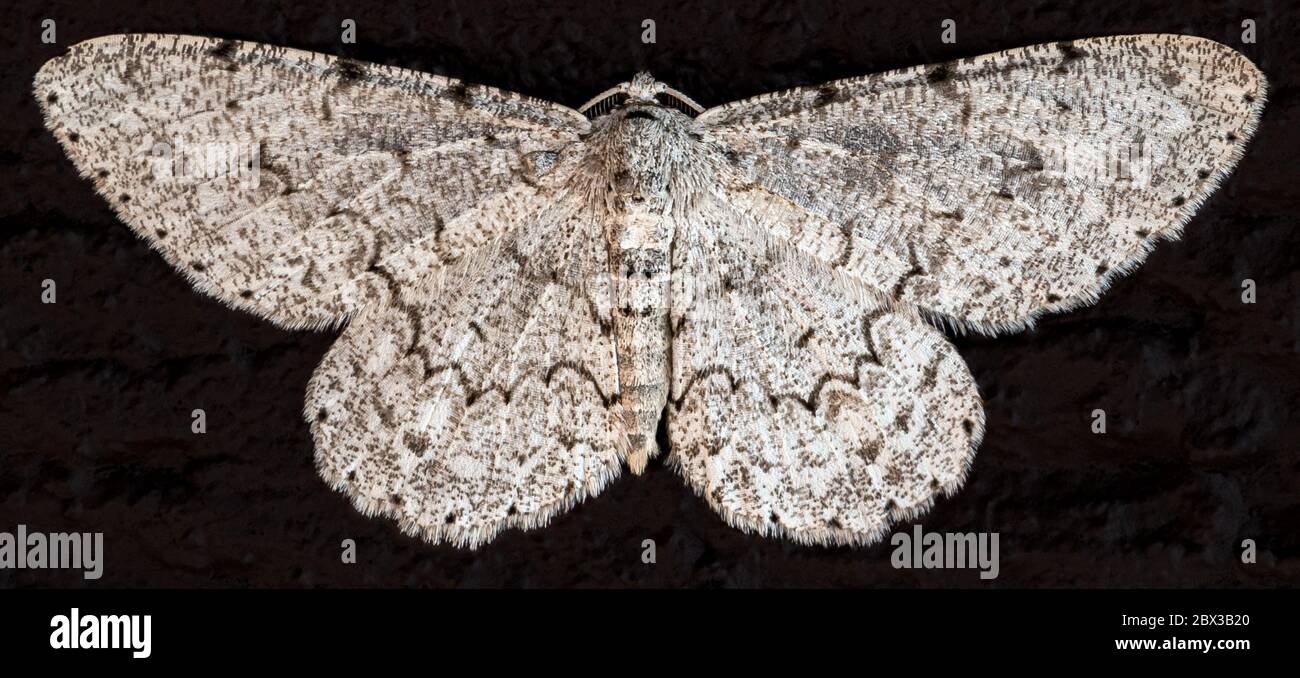 African moth hi-res stock photography and images - Alamy