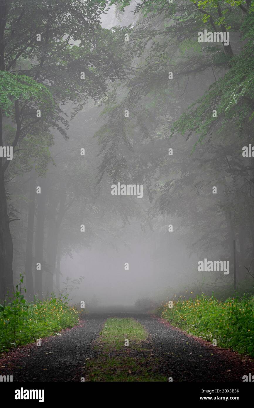 Forest path in mist and fog Stock Photo - Alamy