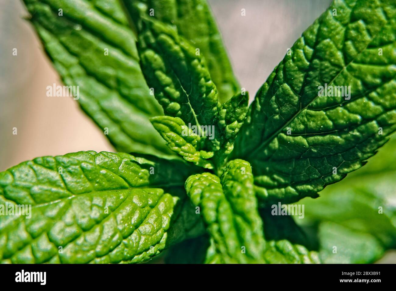 Mint leaf close up hi-res stock photography and images - Alamy