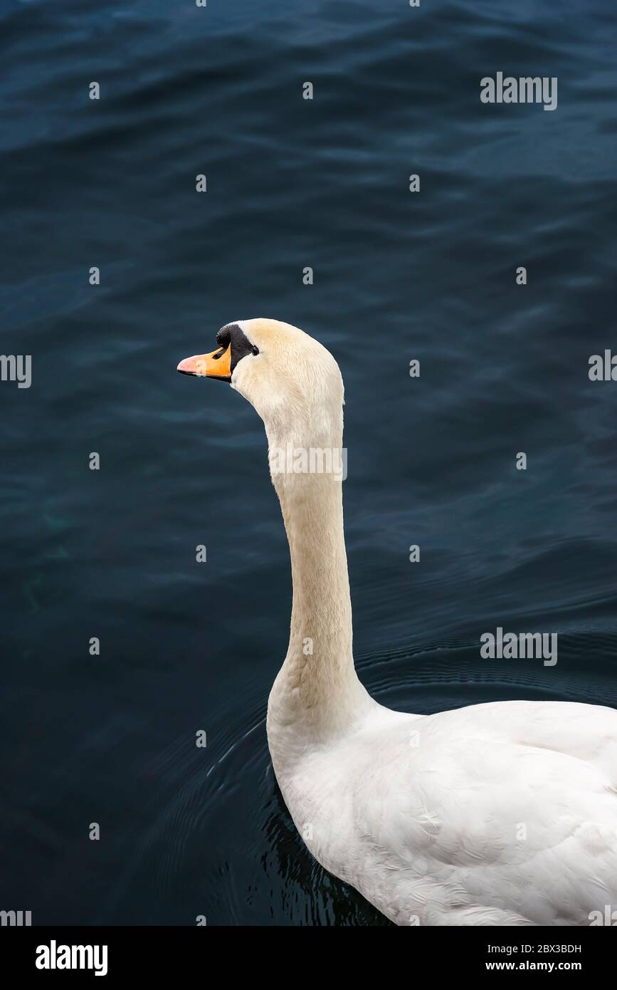 Single swan portrait, on blue calm water, on Limmat river in Zurich ...