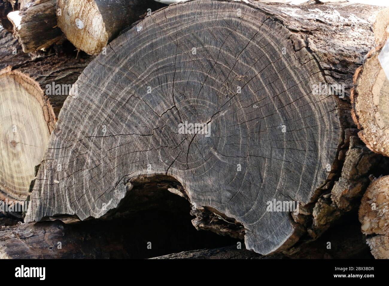 cut wooden trunk Stock Photo - Alamy