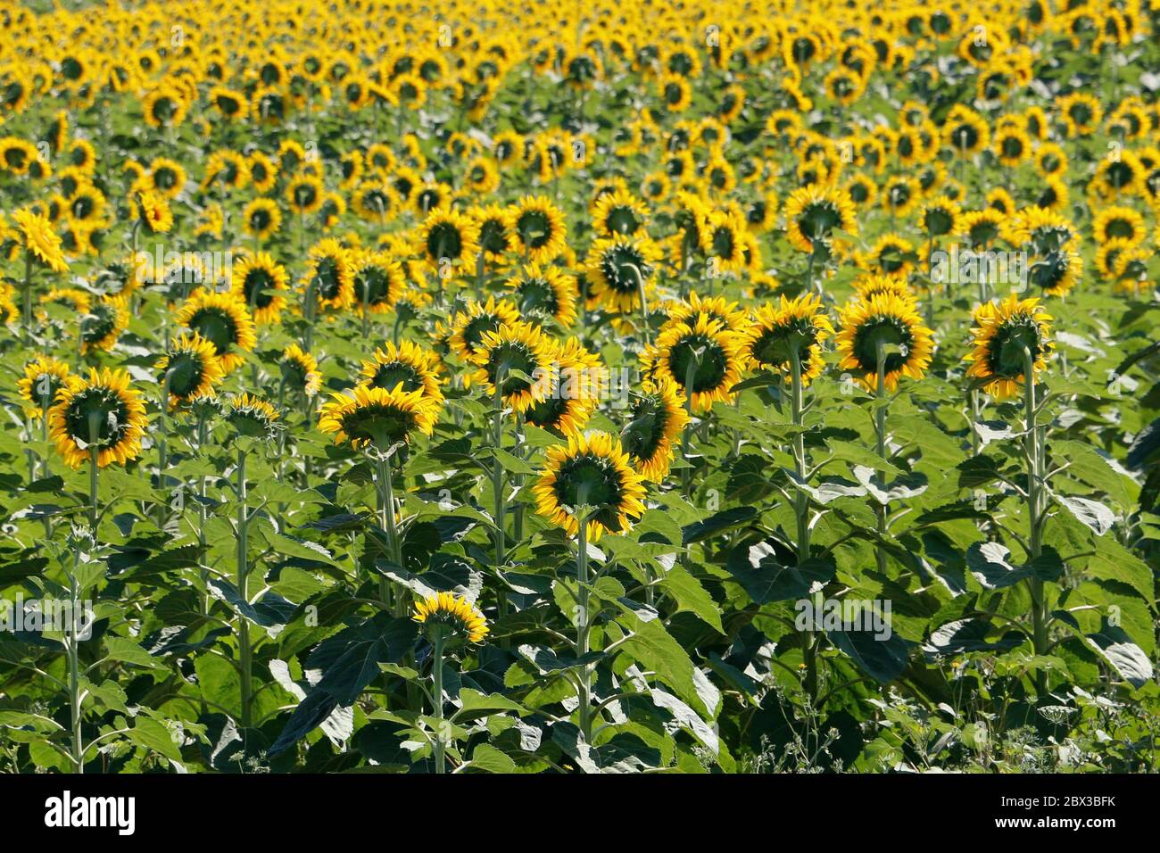 sunflower field landscape Stock Photo - Alamy