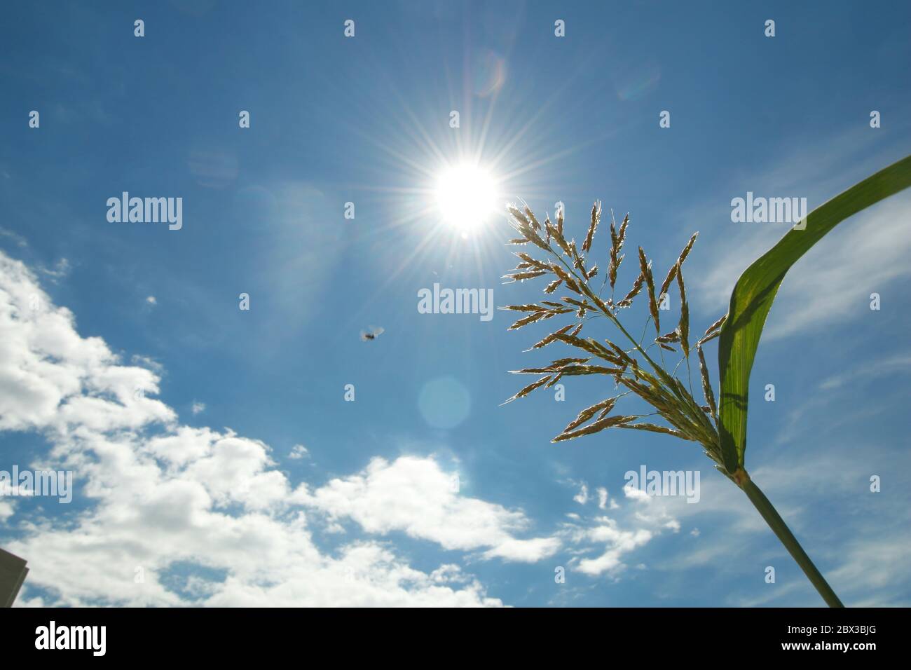 wild grass pointing the sun Stock Photo - Alamy