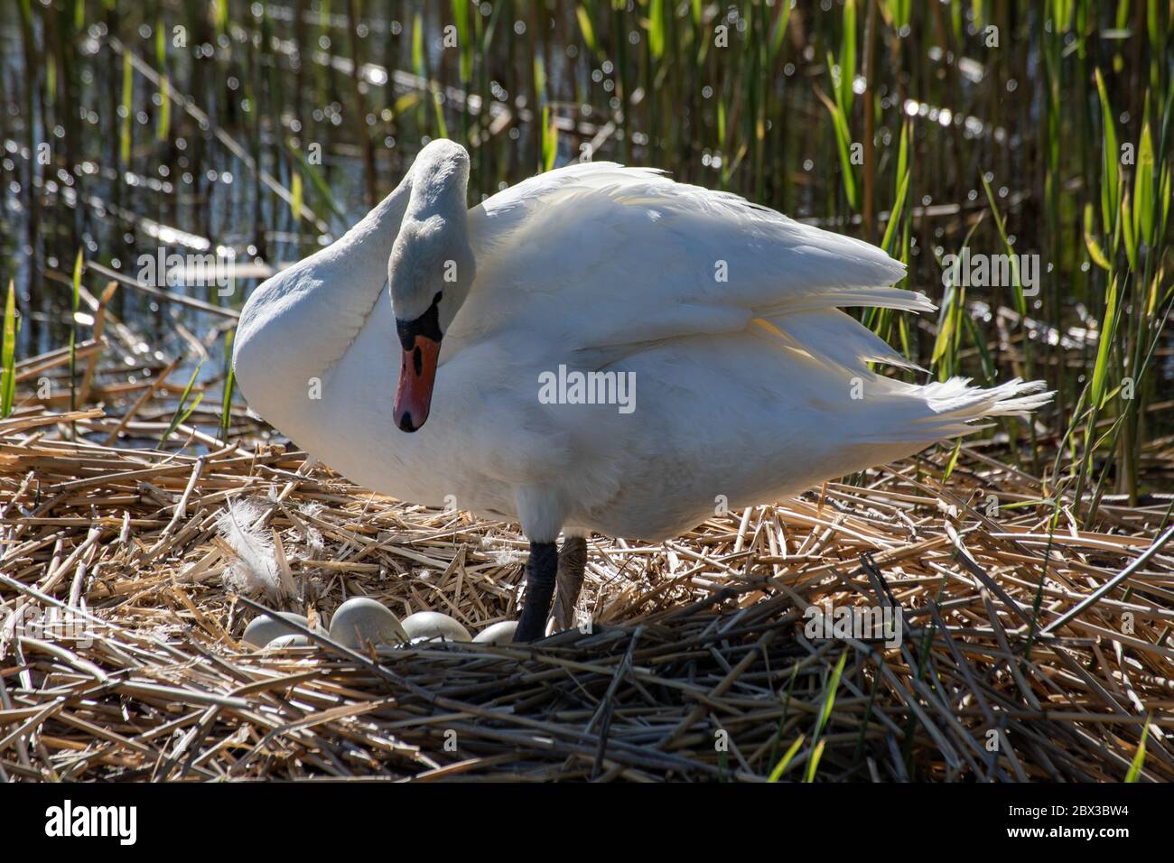 Hatching nest hi-res stock photography and images - Alamy