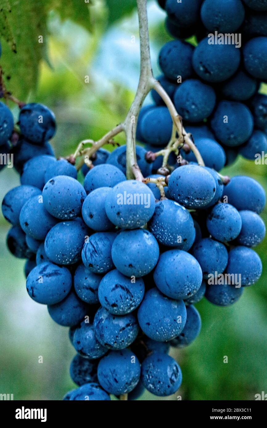 bunch of grapes taken up close Stock Photo - Alamy