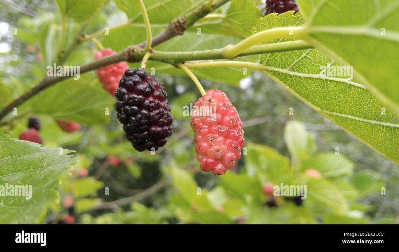 Raspberry and mulberry hi-res stock photography and images - Alamy