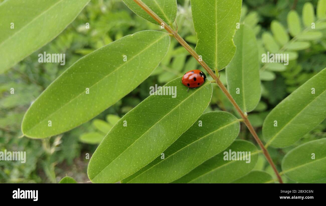Ladybug art hi-res stock photography and images - Alamy