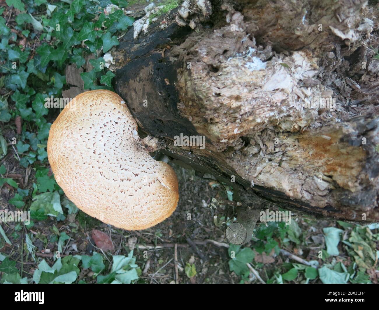 Dryad's Saddle or Pheasant's Back, Polyporus Squamosus, is a type of ...