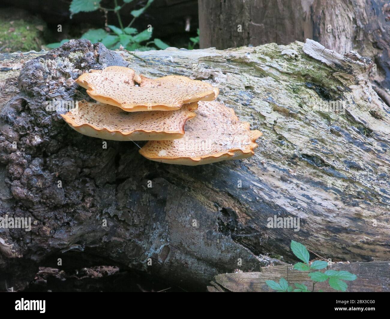 Dryad's Saddle or Pheasant's Back, Polyporus Squamosus, is a type of ...