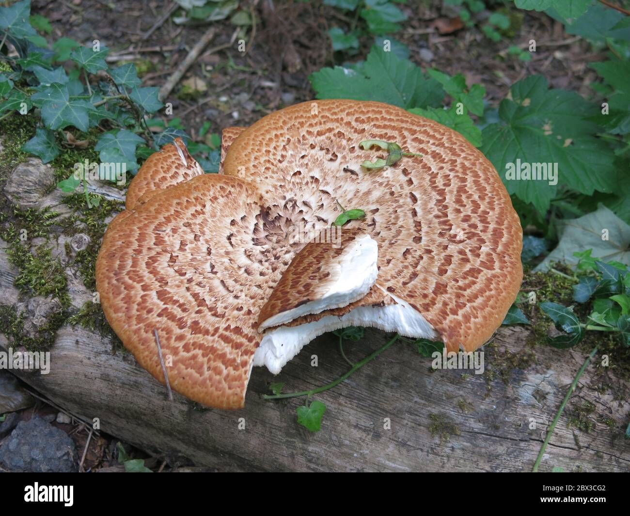 Dryad's Saddle or Pheasant's Back, Polyporus Squamosus, is a type of ...