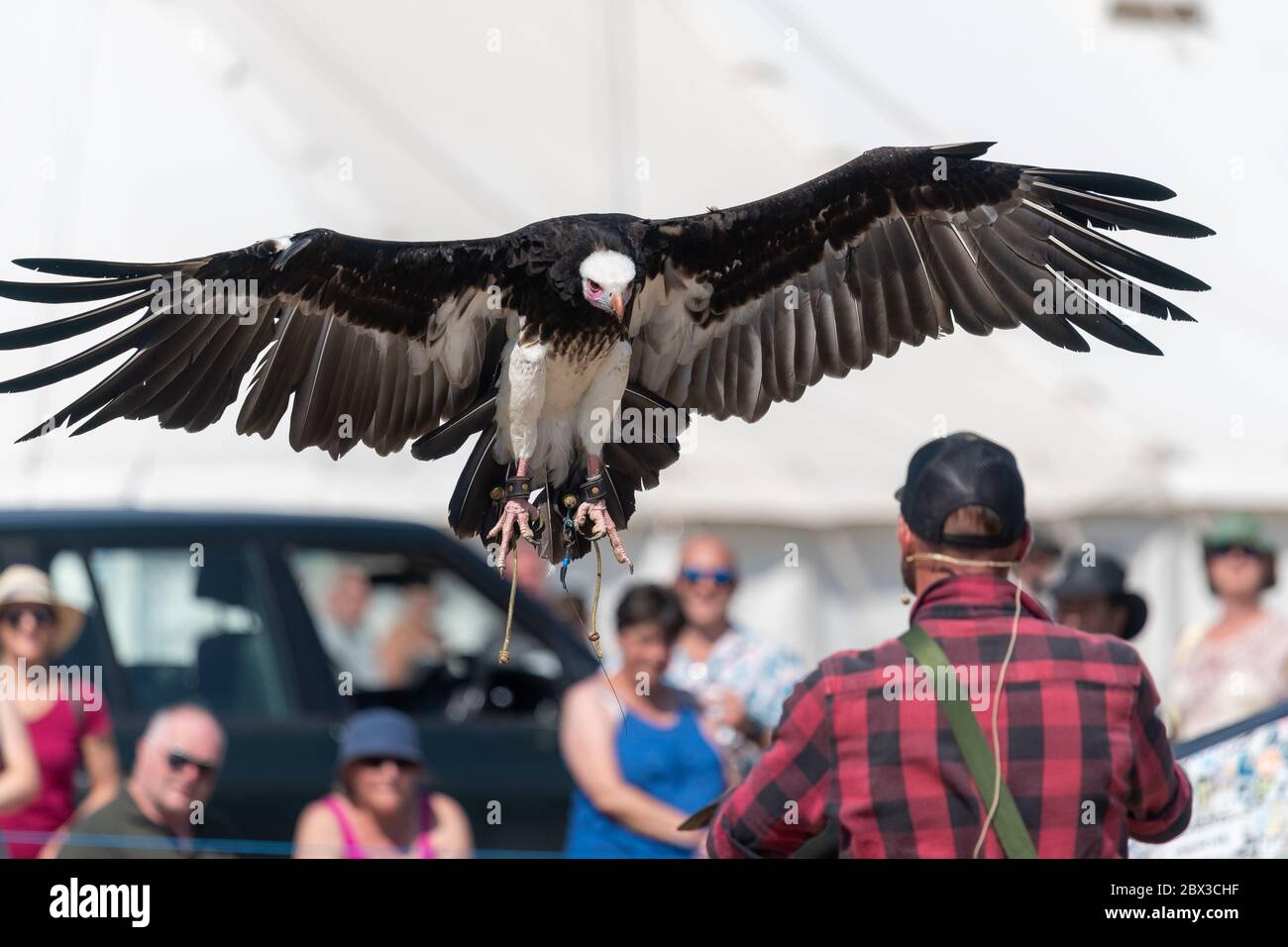 Great vulture hi-res stock photography and images - Alamy