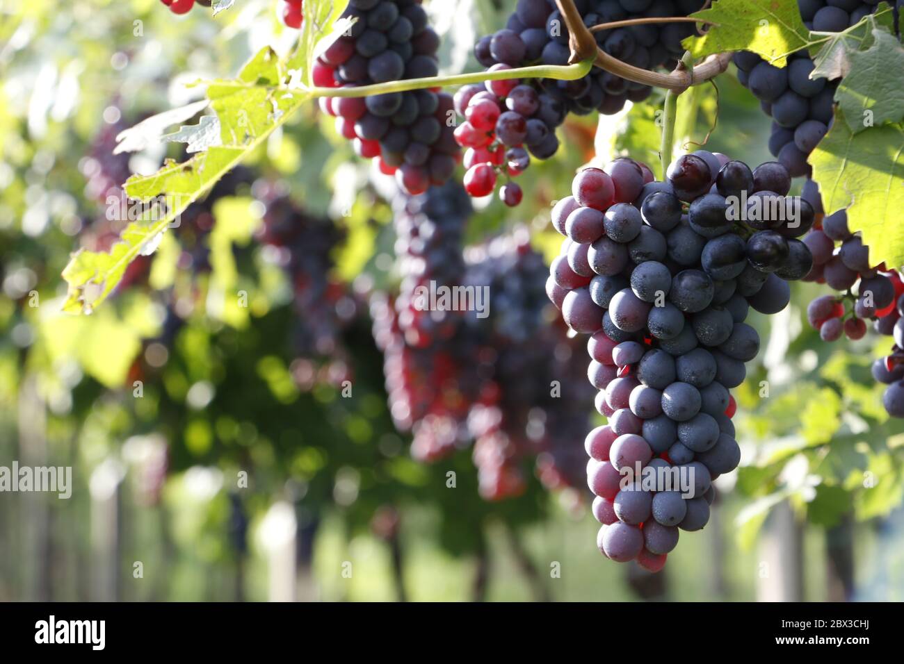 Close up bunch wine hi-res stock photography and images - Alamy