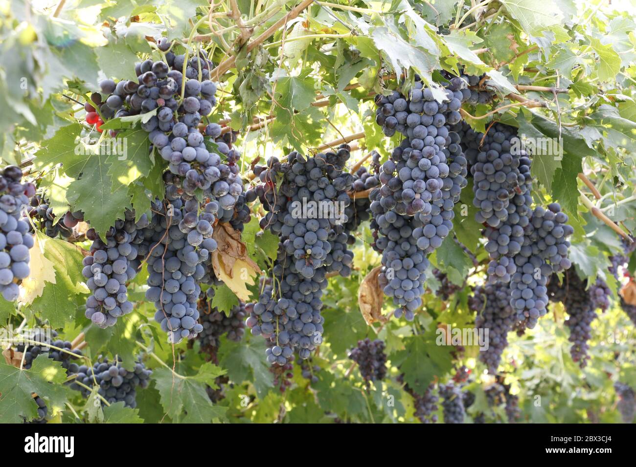 bunch of grapes taken up close Stock Photo - Alamy