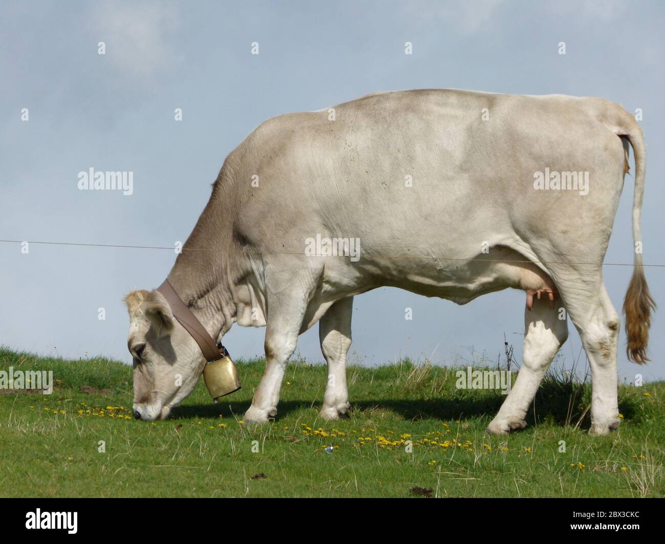 Mucca vector hi-res stock photography and images - Alamy