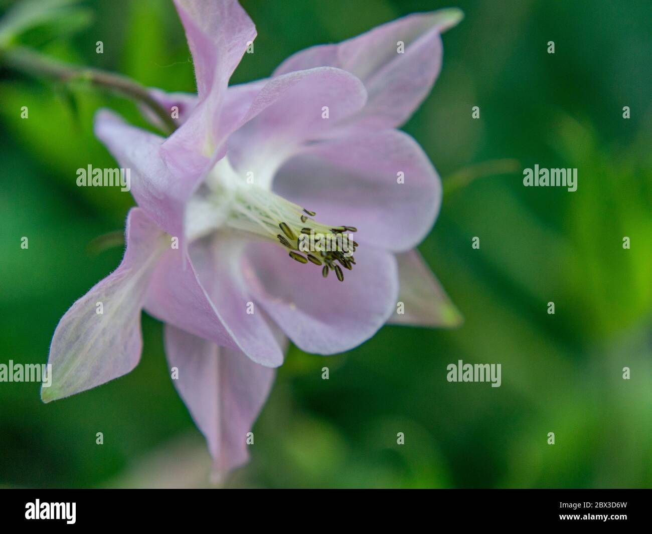 European columbine aquilegia vulgaris hi-res stock photography and ...