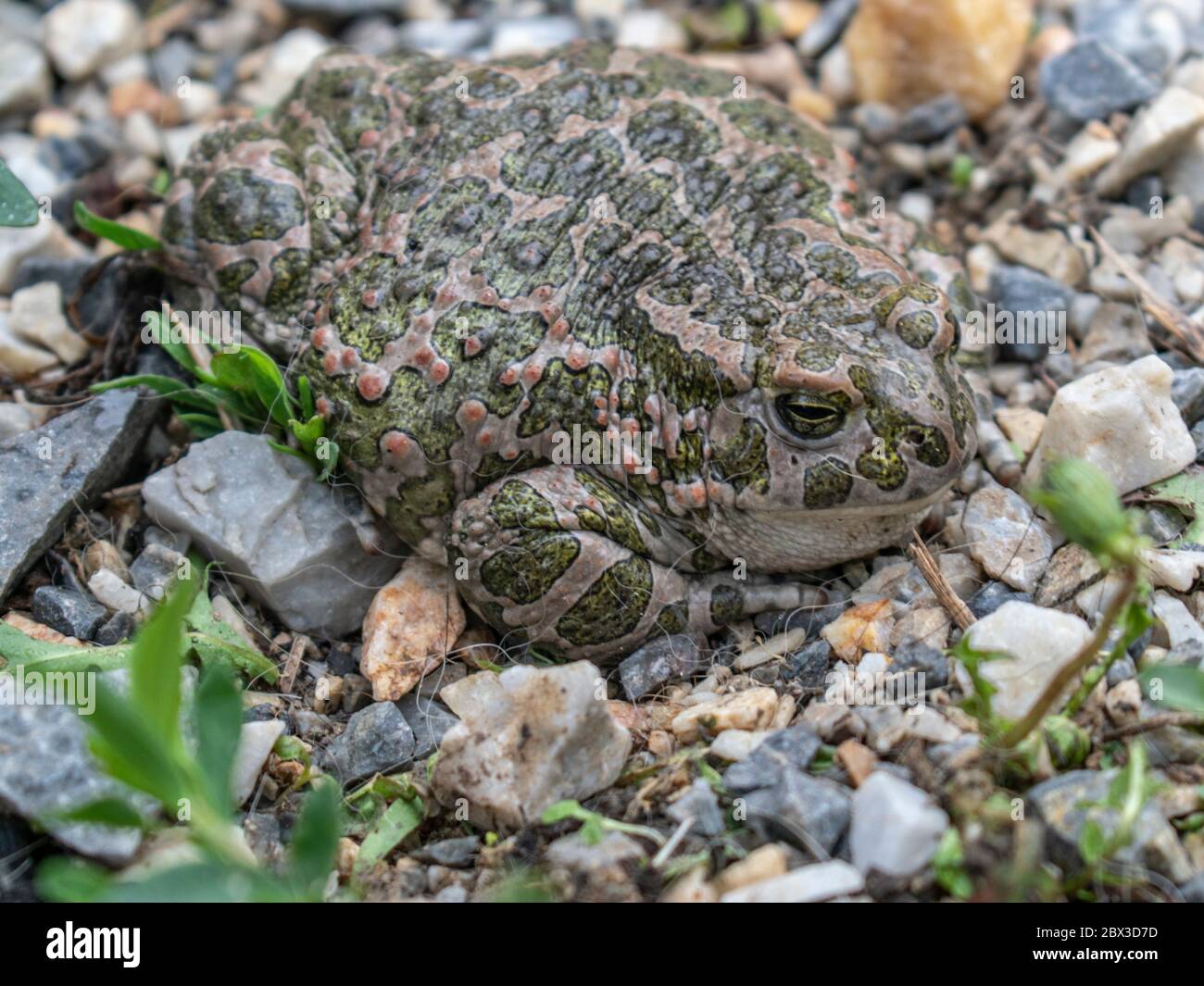European green toad bufo viridis hi-res stock photography and images ...