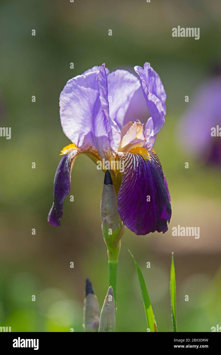 Scorpiris hi-res stock photography and images - Alamy