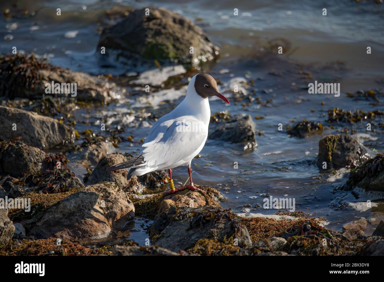 Seagull on sea rocks hi-res stock photography and images - Alamy
