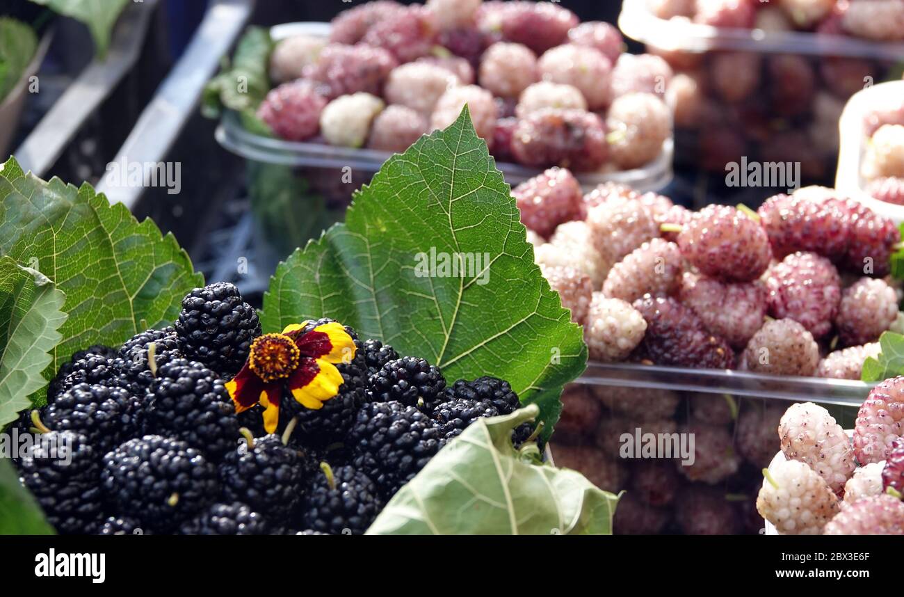 Organic Juicy and Looks Delicious Mulberry in Grocery Stock Photo - Alamy