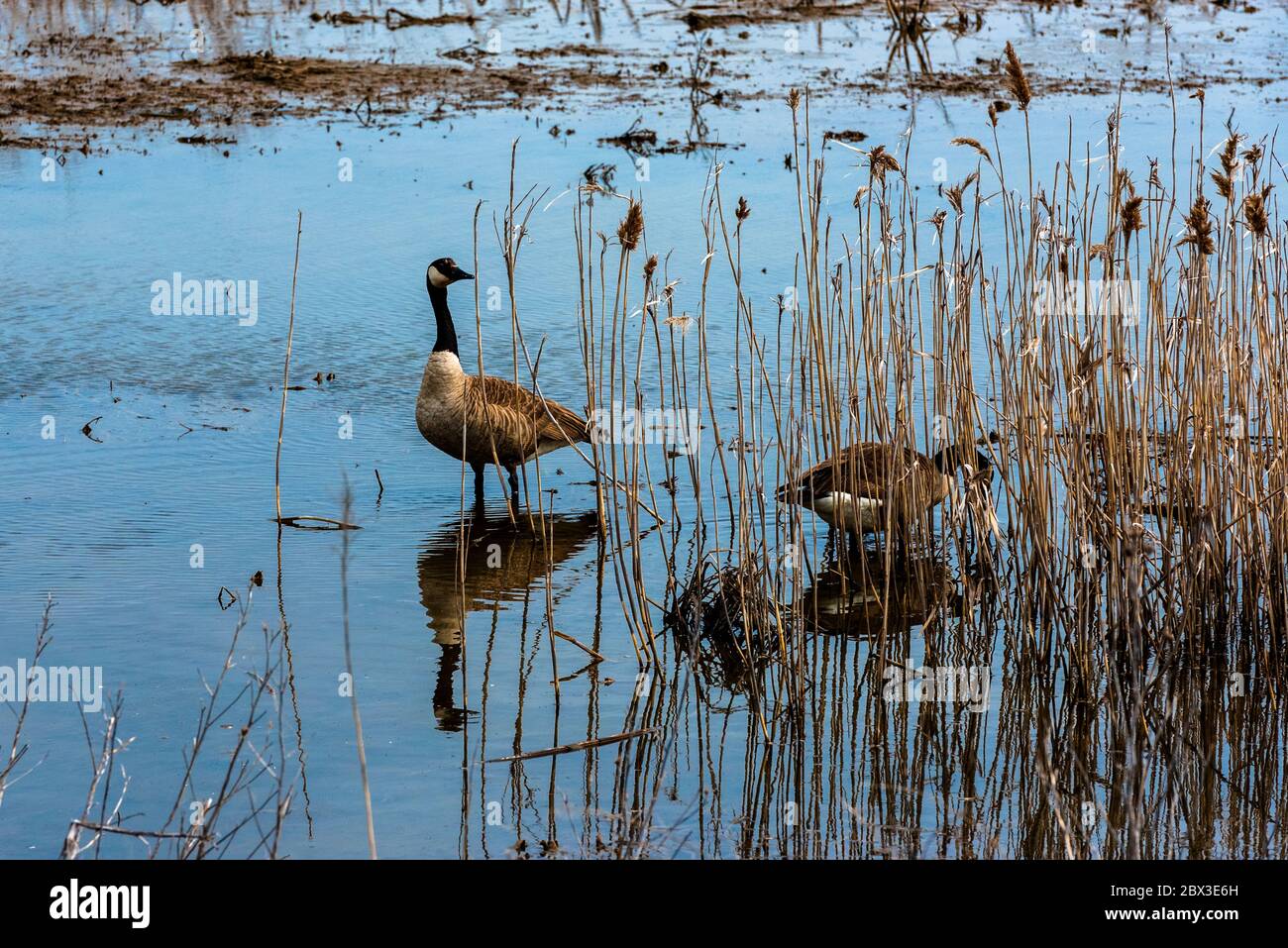 Coastal ducks hi-res stock photography and images - Alamy